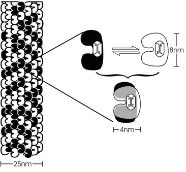 Penrose-Hameroff – El blog de Enrique Reina